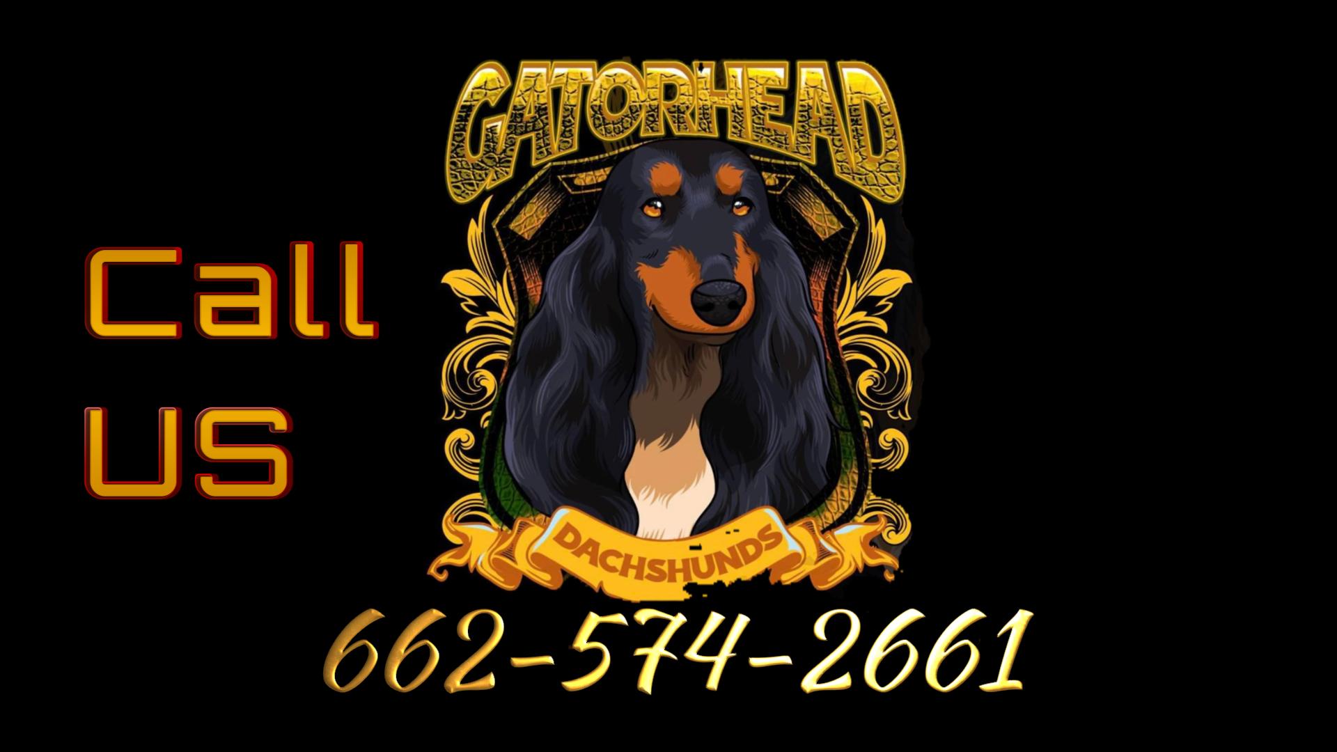 GatorHead Dachshunds: The Difference
